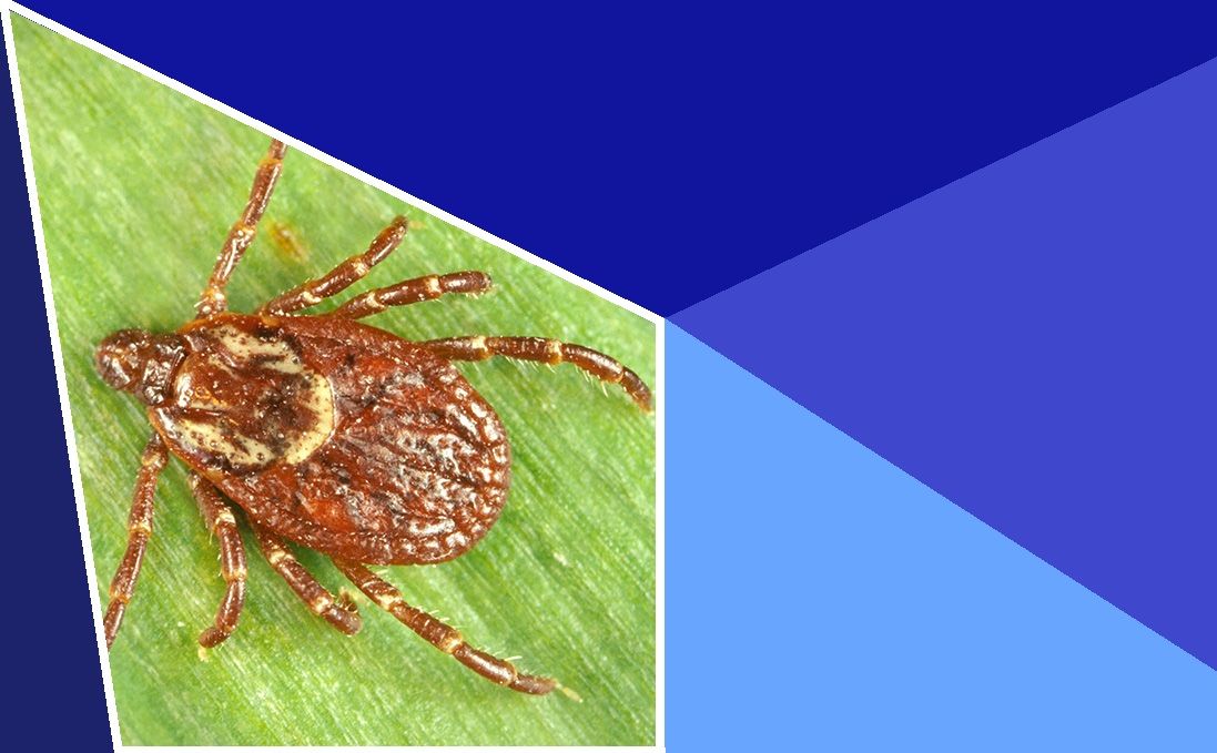 Rocky Mountain Spotted Fever Tick